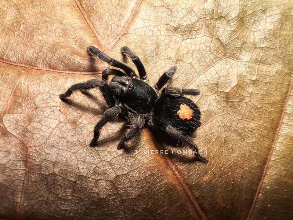 Dwarf Species – tagged "dwarf" – Fear Not Tarantulas, Inc.