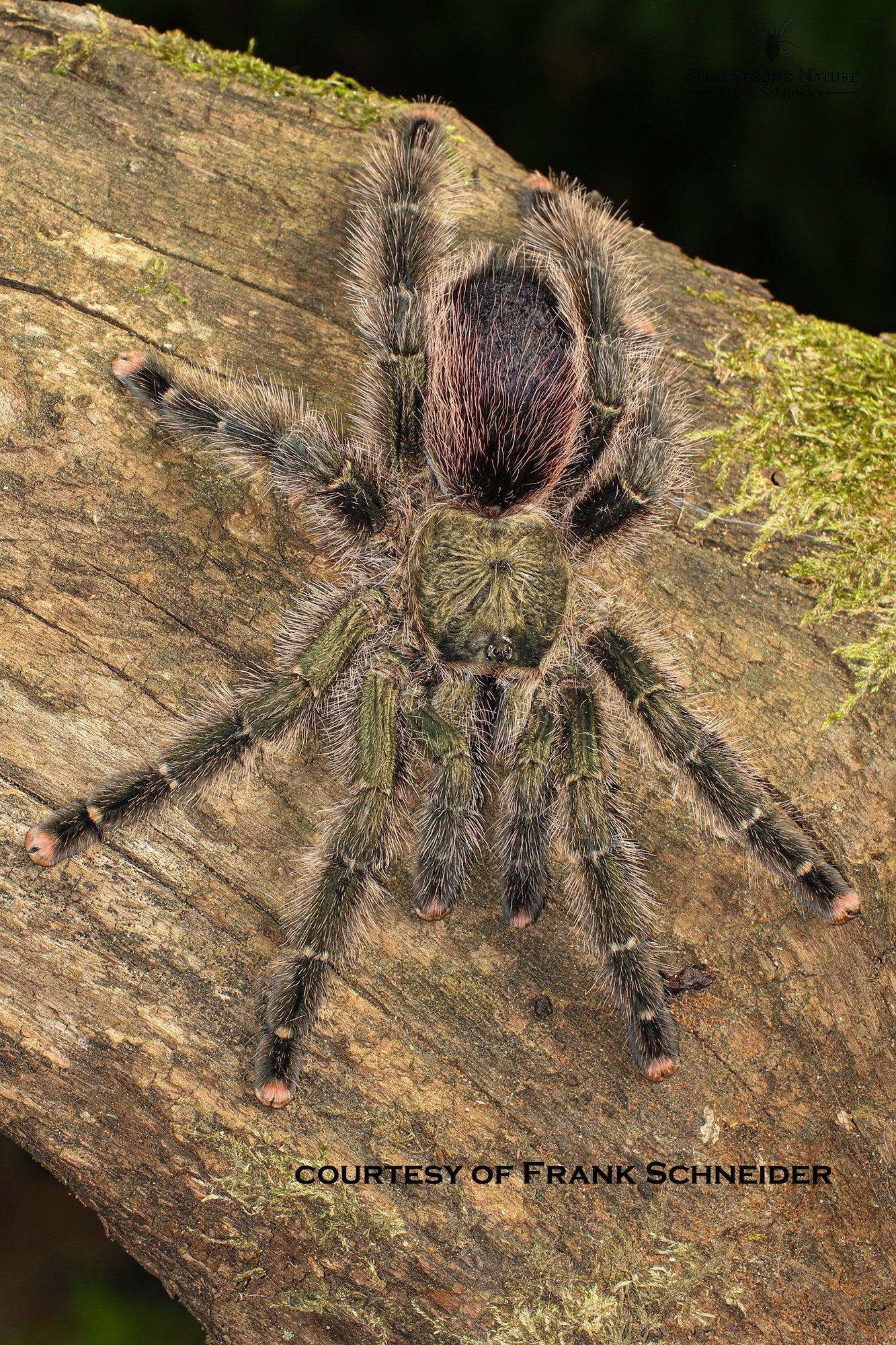 Avicularia juruensis M1 (Urticans Green Tarantula) about 1/2" - 3/4 ...