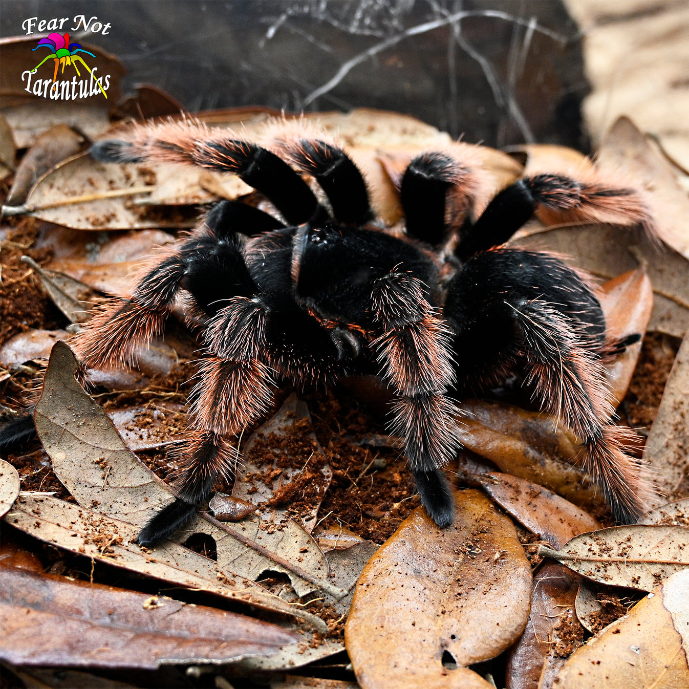 Brachypelma klaasi (Mexican Pink Tarantula) about 1/2" – Fear Not ...