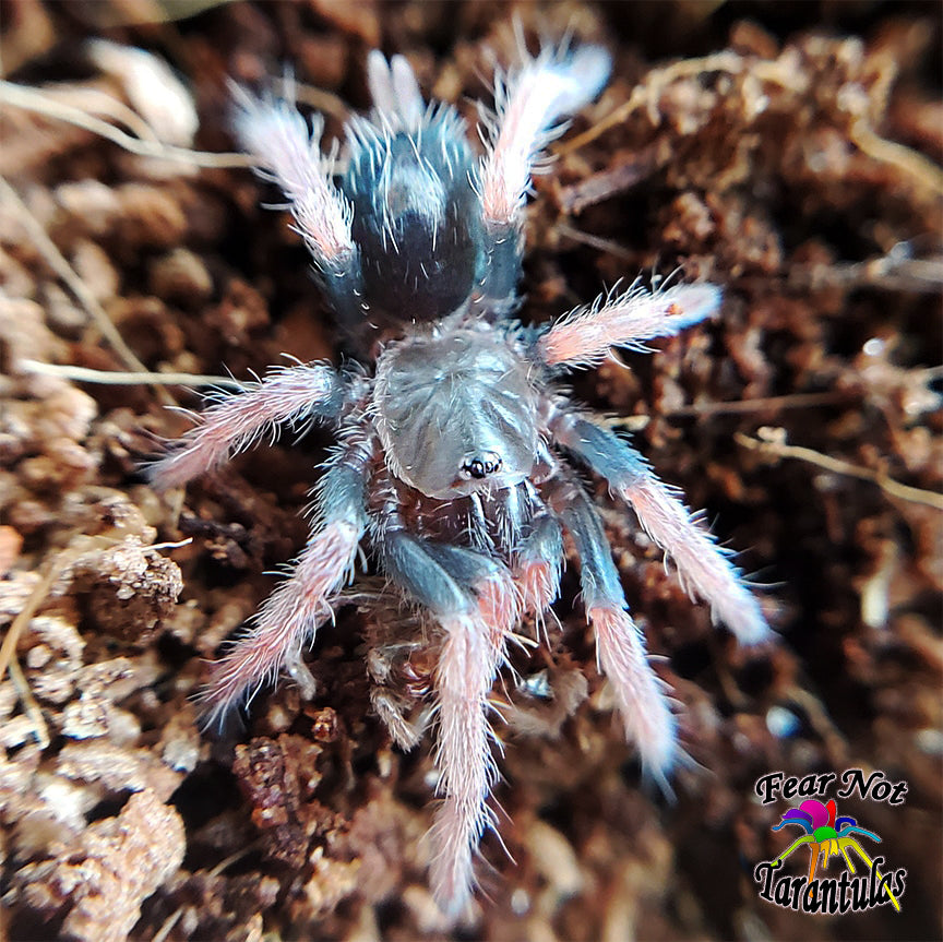 Cyriocosmus aueri (Peruvian Dwarf Redleg Tarantula) about 1/3" – Fear ...