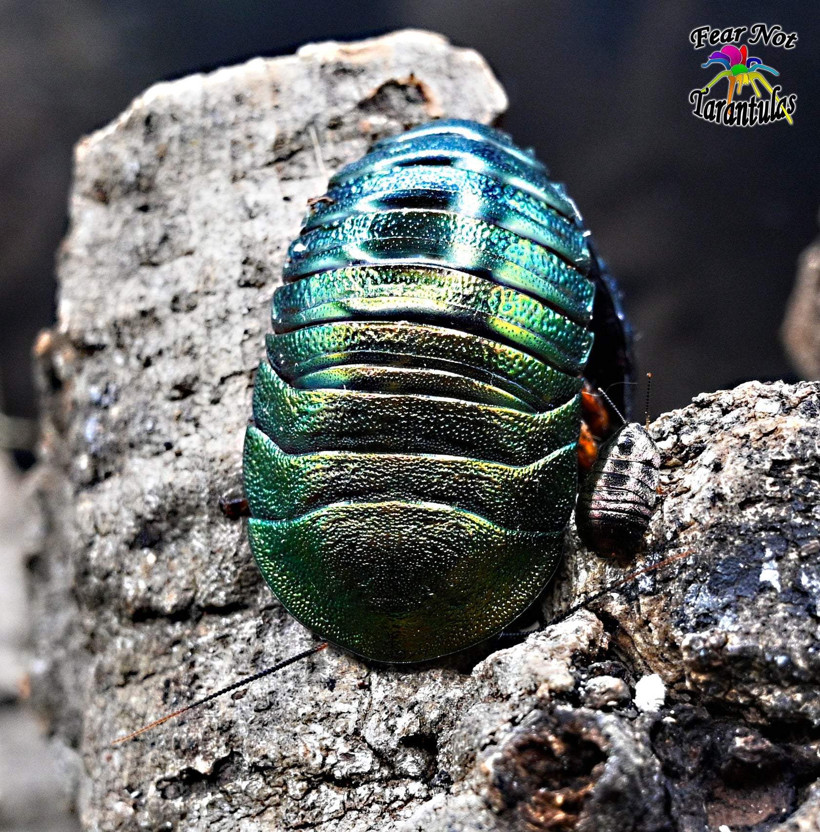 Corydidarum magnifica (Magnificent Emerald Roach) 1/4" - 1/2" mixed ny ...