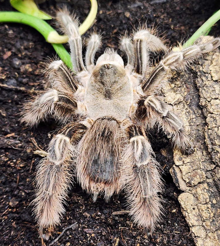 Eupalaestrus larae *RARE* very nearly 1" - 1 1/4" *** IN STORE ONLY DU ...