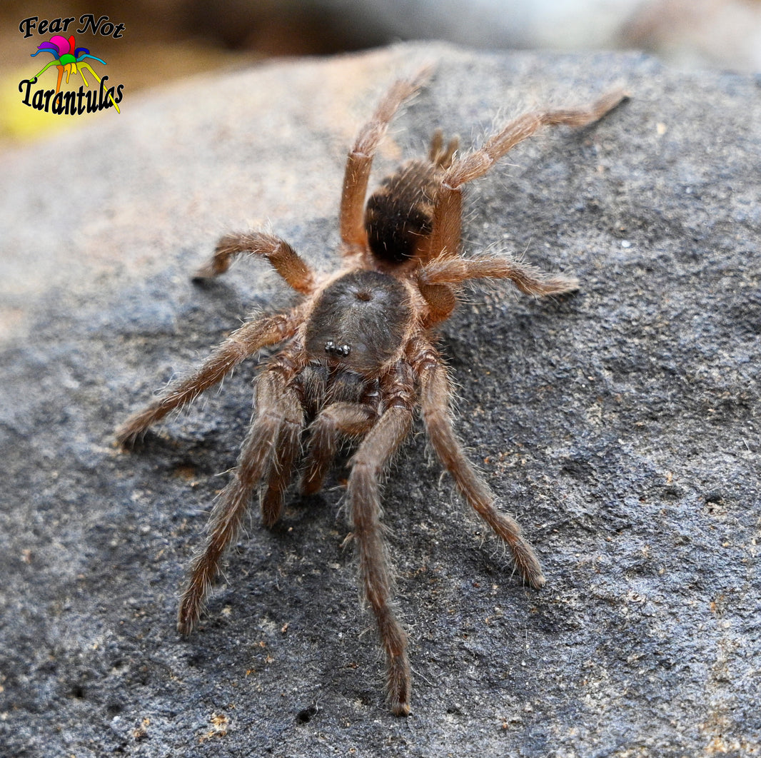 All Spiderlings – Fear Not Tarantulas, Inc.