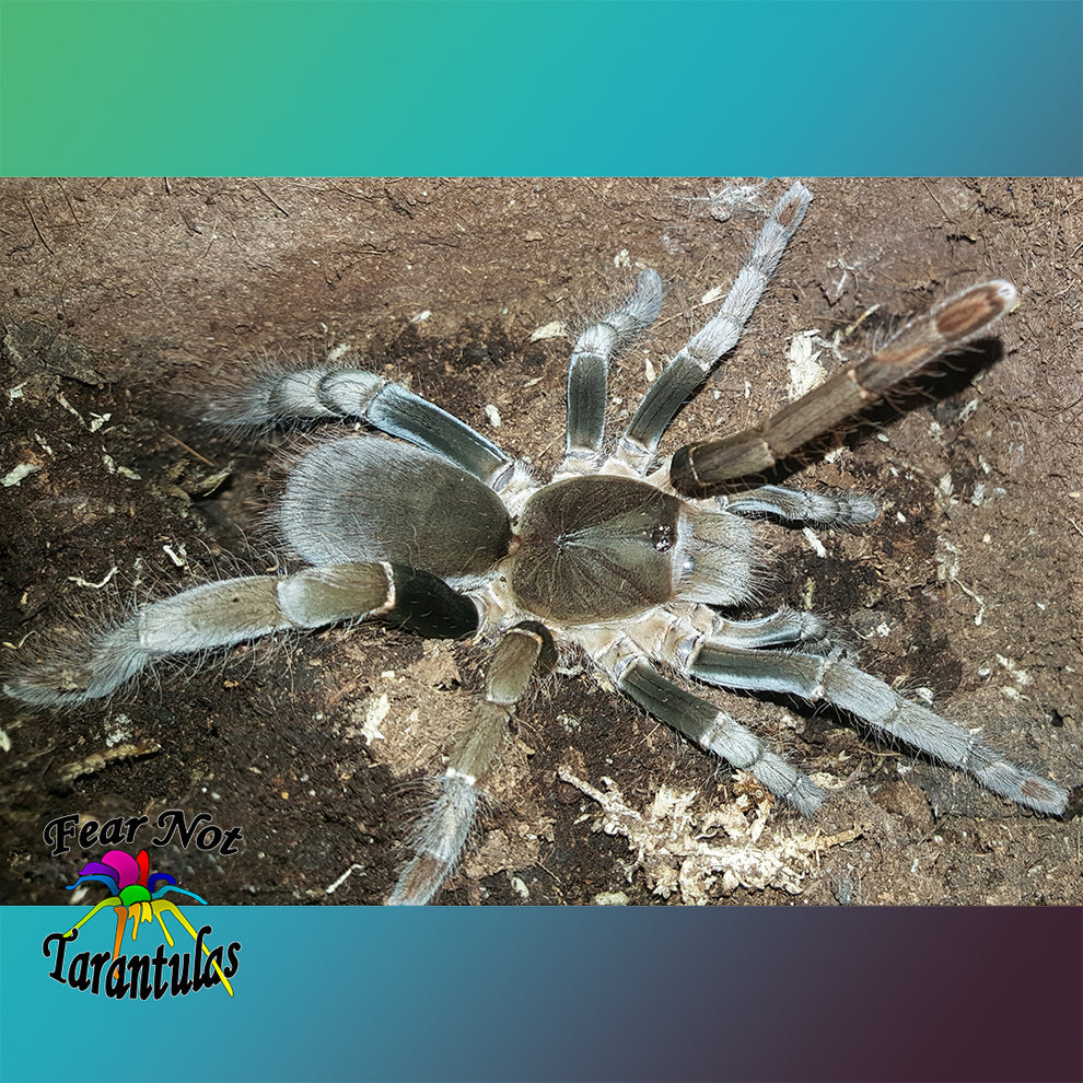 Hysterocrates gigas (Cameroon Red Baboon Tarantula) 1" - 2" Unsexed Co ...
