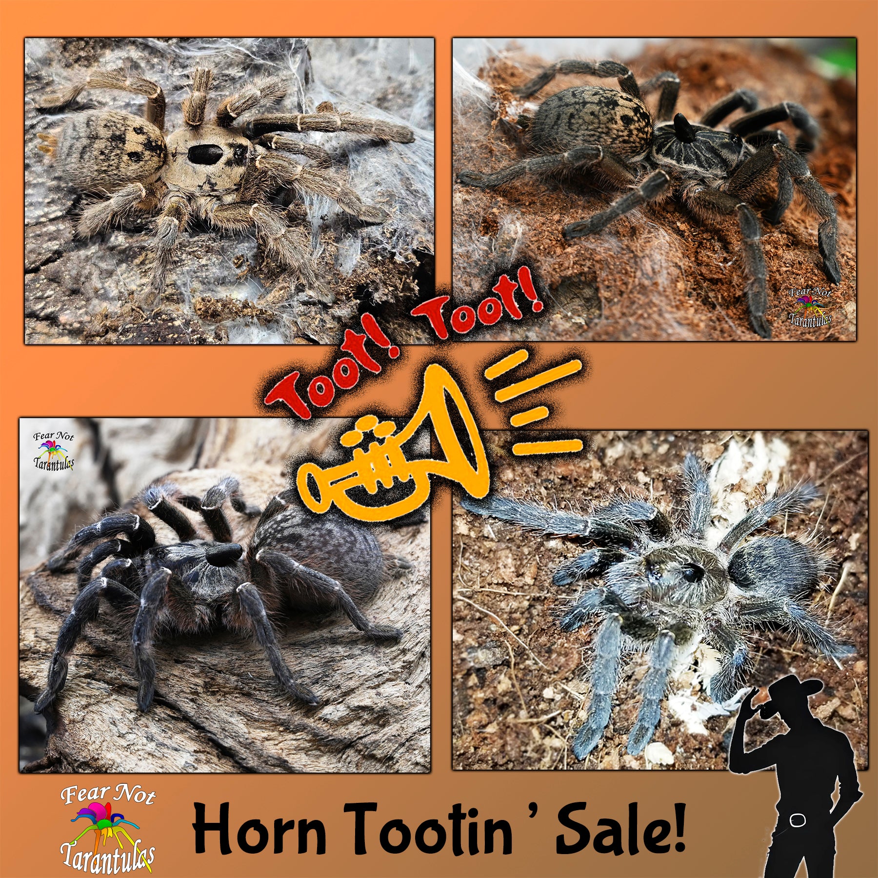 Terrestrial – Page 3 – Fear Not Tarantulas, Inc.