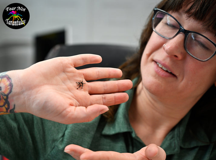 Psalmopoeus irminia (Venezuelan Suntiger Tarantula) about 3/4"-1 ...