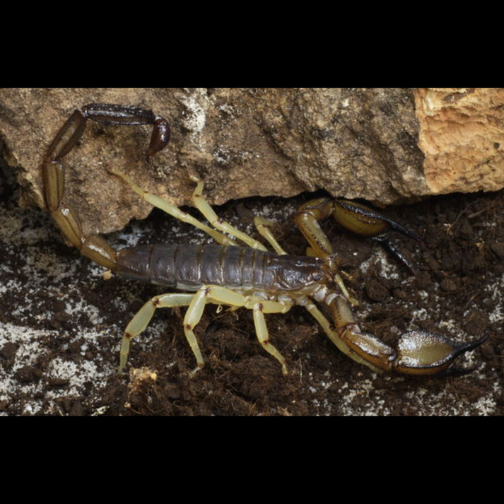 Nebo whitei scorpion Good for beginners. about 1/2" Big and colorful, – Fear Not Tarantulas, Inc.