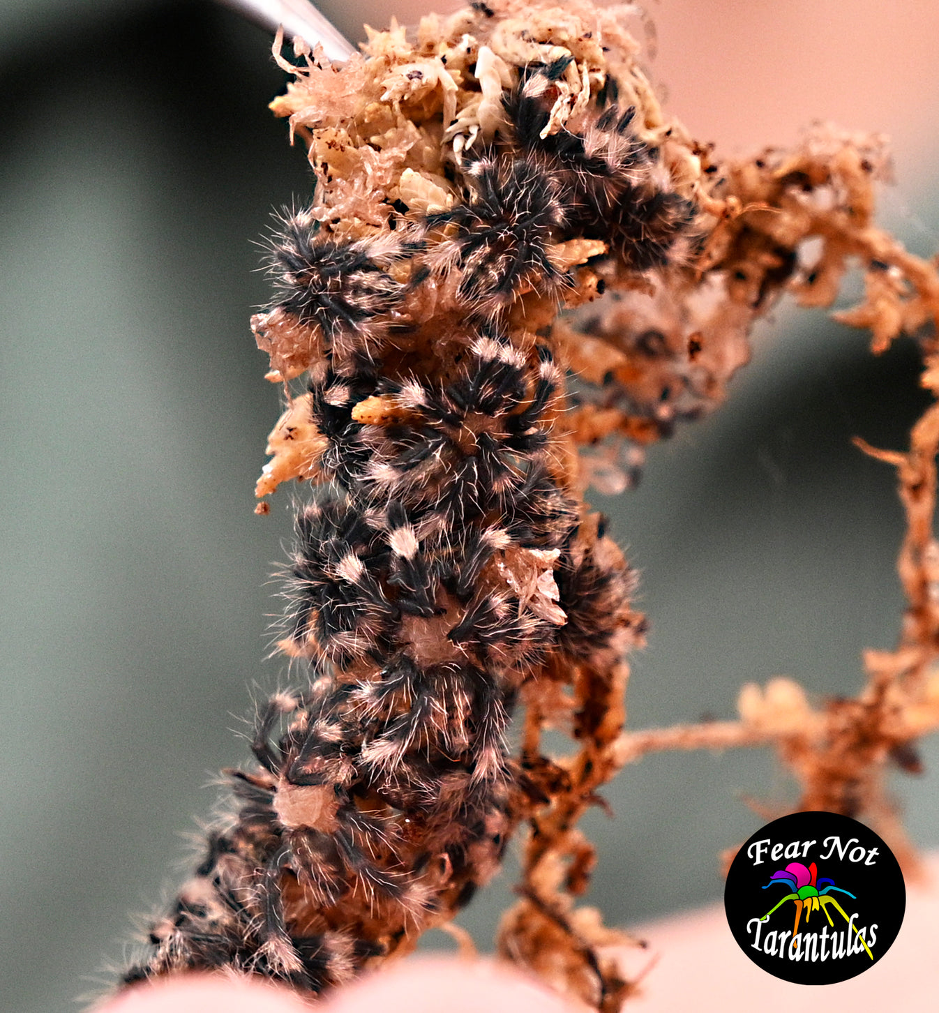 Psalmopoeus irminia (Venezuelan Suntiger Tarantula) about 3/4"-1 ...