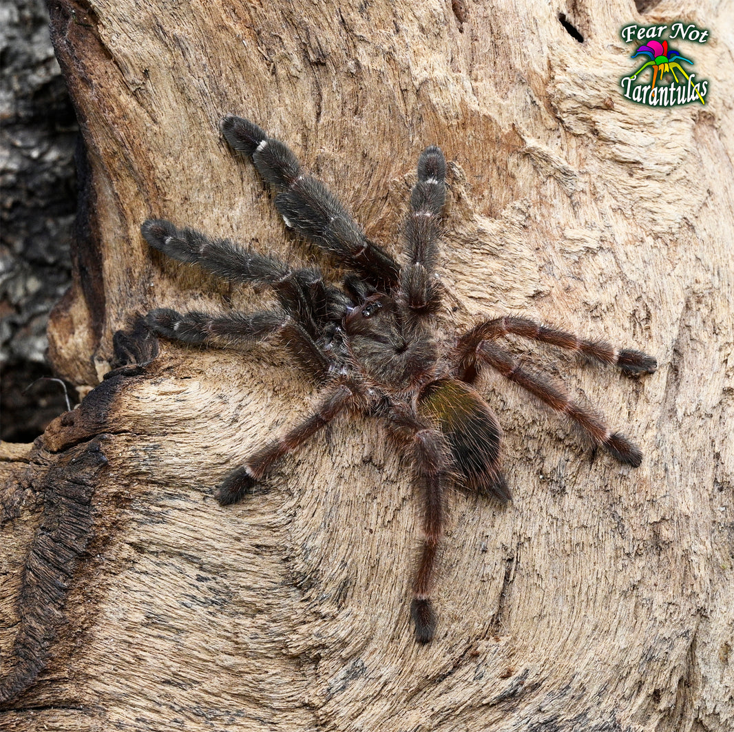 Products – Page 6 – Fear Not Tarantulas, Inc.