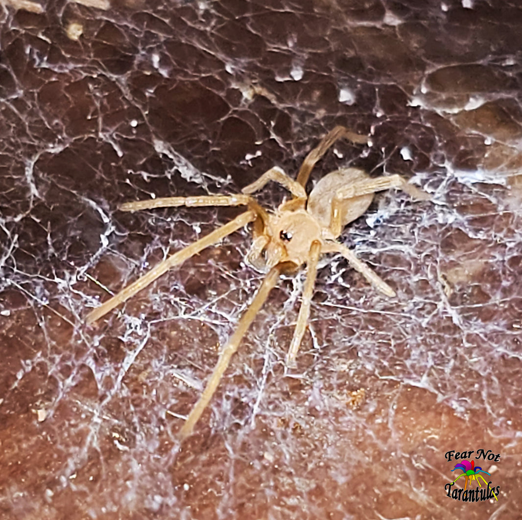 All Spiderlings – Fear Not Tarantulas, Inc.