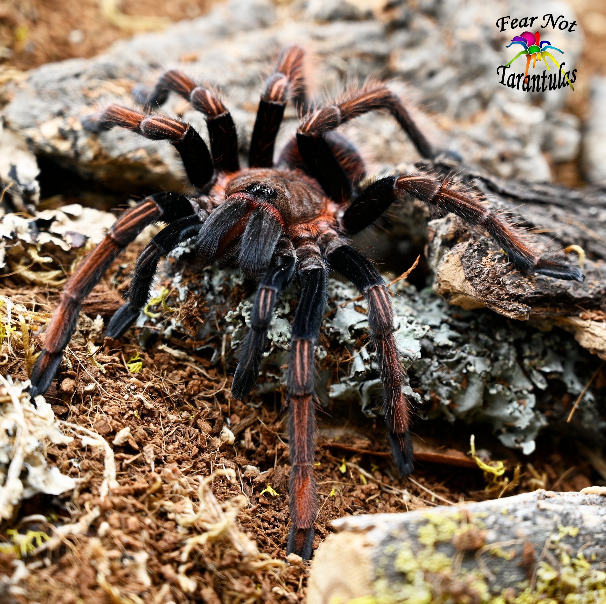 Tarantula Species Name