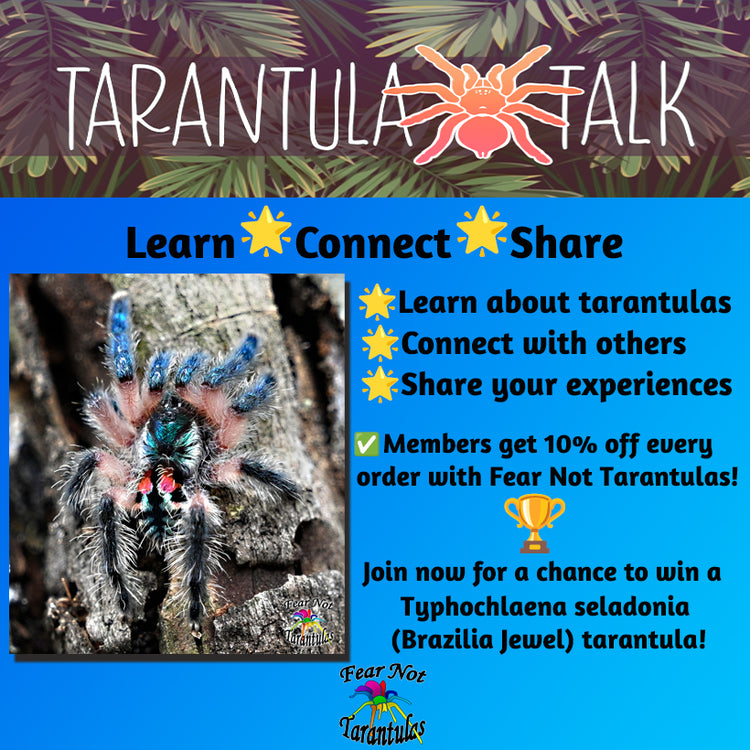 Best Place to Buy Cute Live Tarantulas for Sale Online – Fear Not ...
