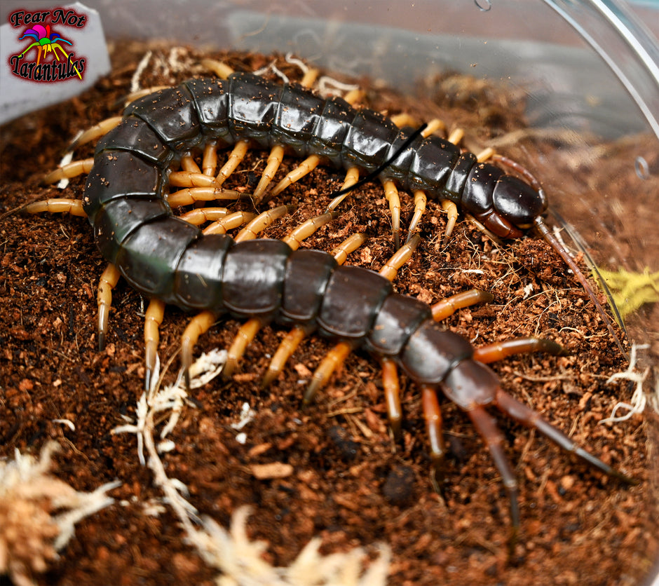 Products – Page 7 – Fear Not Tarantulas, Inc.