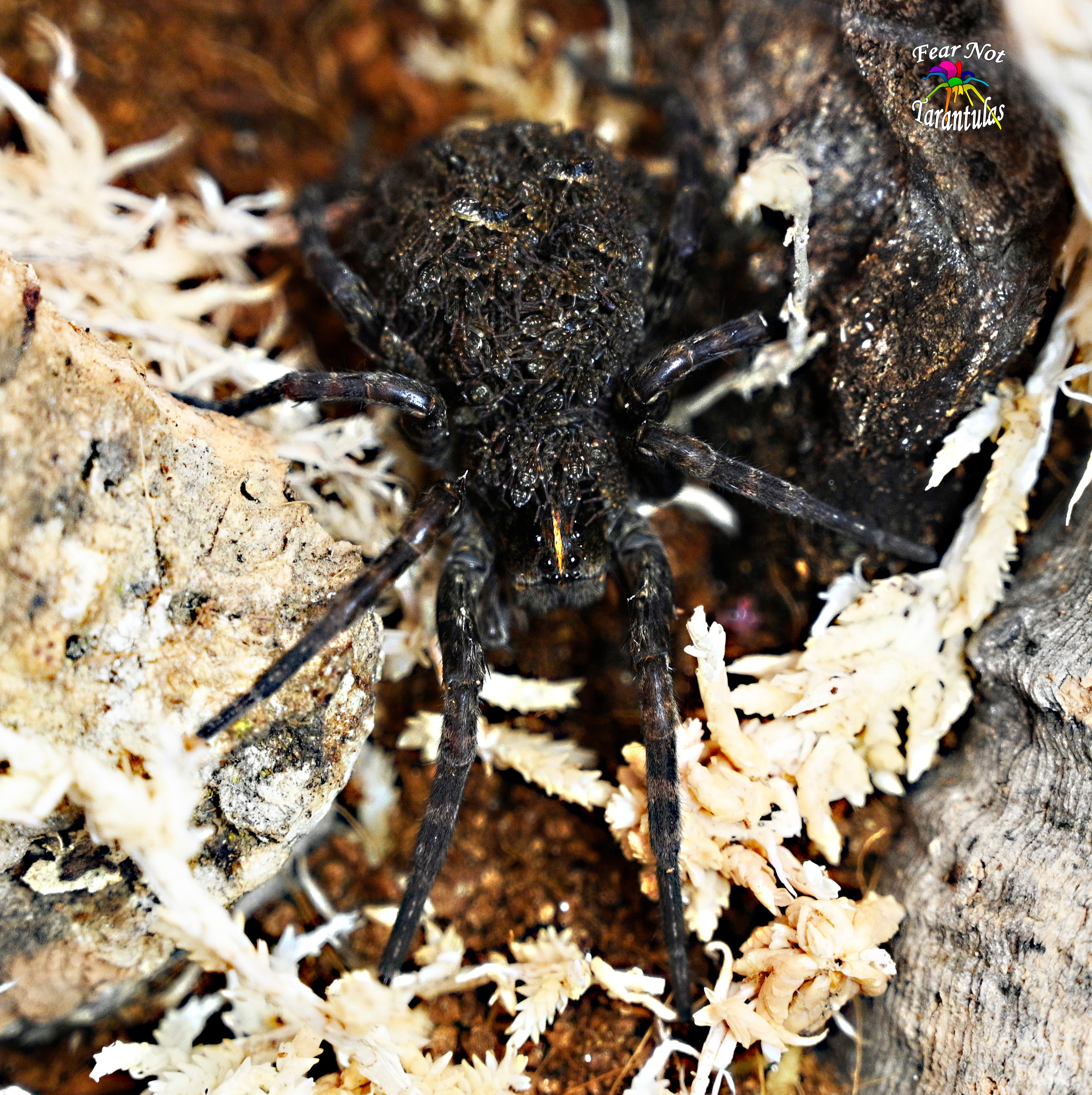 All Spiderlings – Fear Not Tarantulas, Inc.