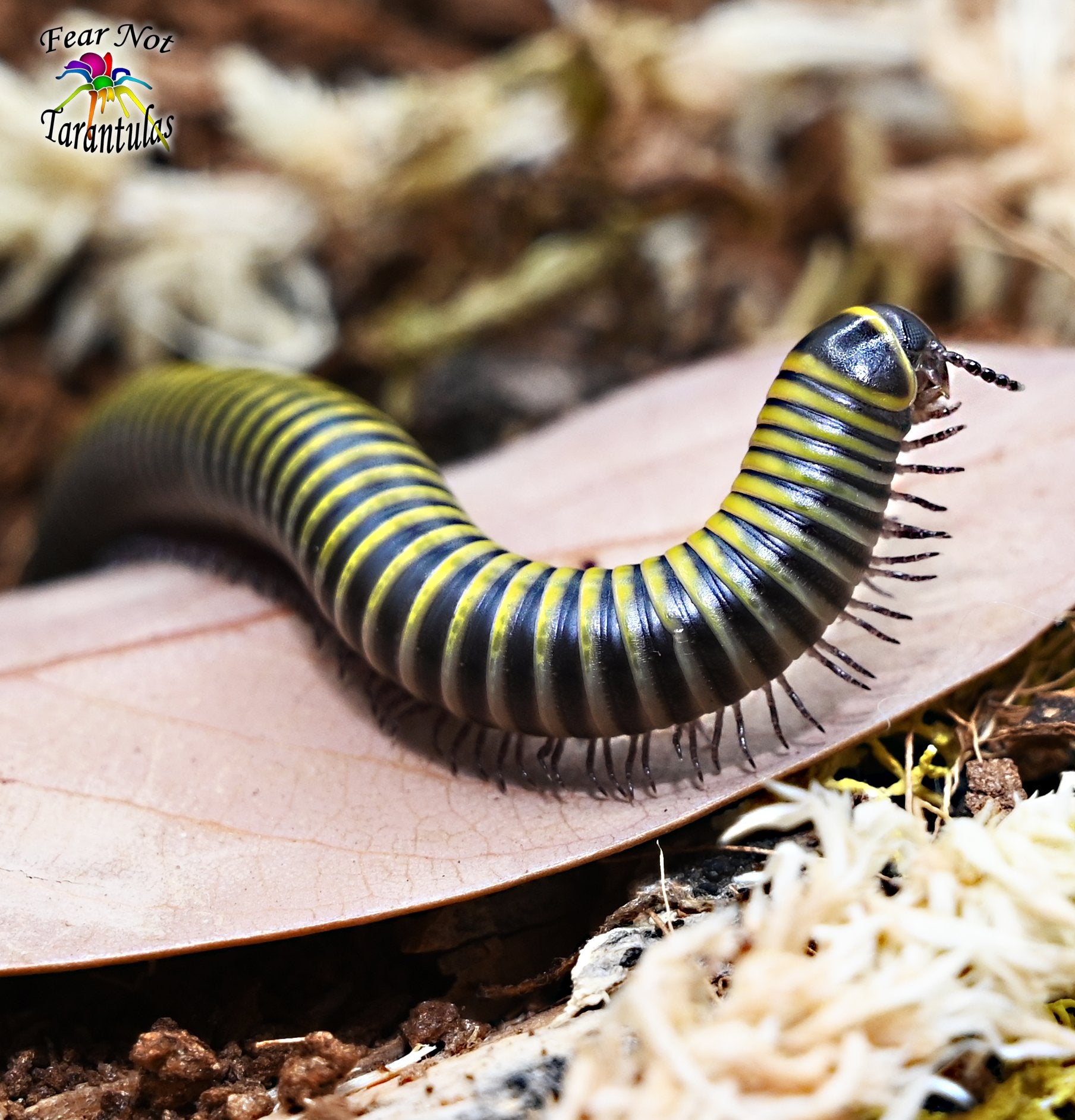 Isopods, Beetles, Centipedes, Millipedes, and Other Creatures – Fear ...