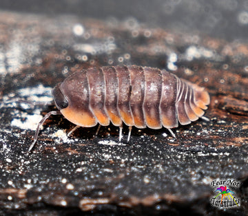 Isopods, Beetles, Centipedes, Millipedes, and Other Creatures – Fear ...