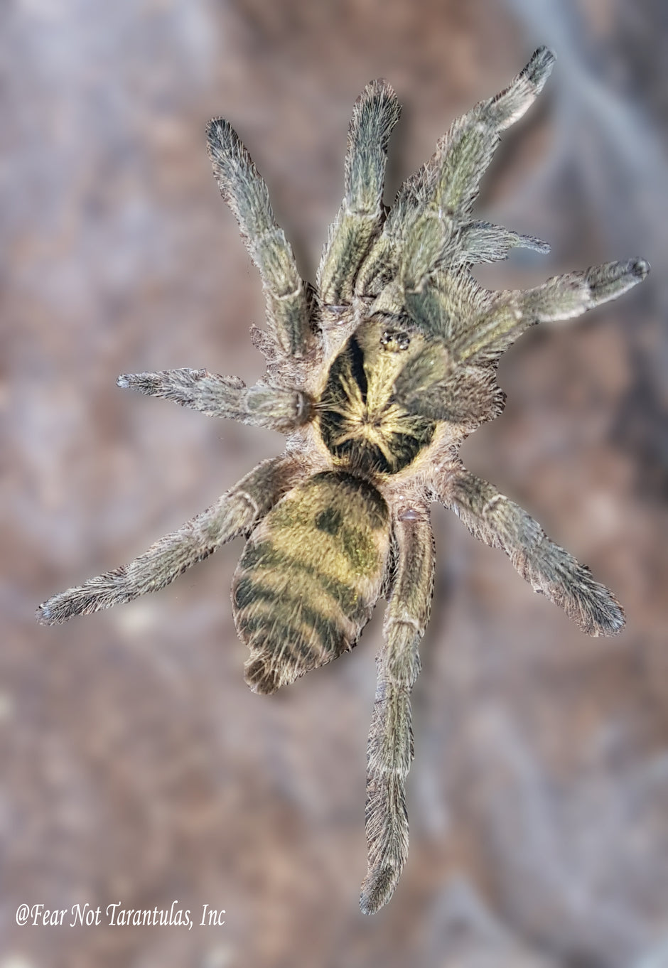 Products – Page 5 – Fear Not Tarantulas, Inc.