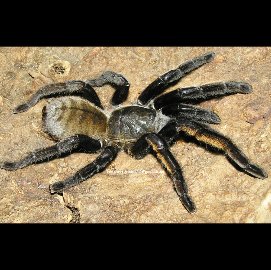 Ornithoctonus Aureotibialis