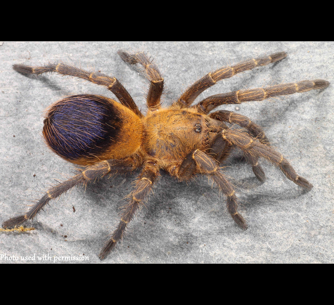 Dwarf Species – tagged "dwarf" – Fear Not Tarantulas, Inc.