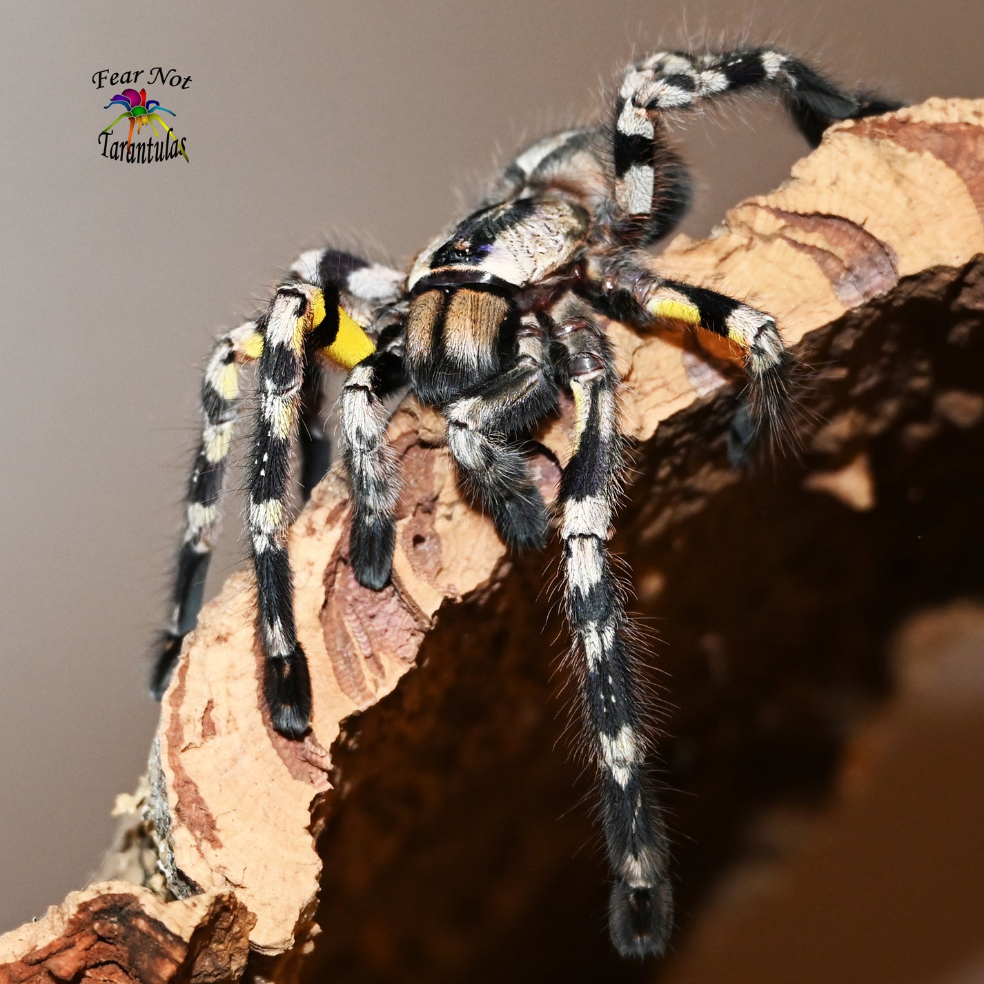 Poecilotheria regalis (Indian Ornamental Tarantula) about 1" - 1 1/4 ...