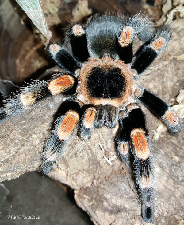 Brachypelma Hamorii (Mexican Redknee Tarantula) - 3/4" to 1" – Fear Not ...