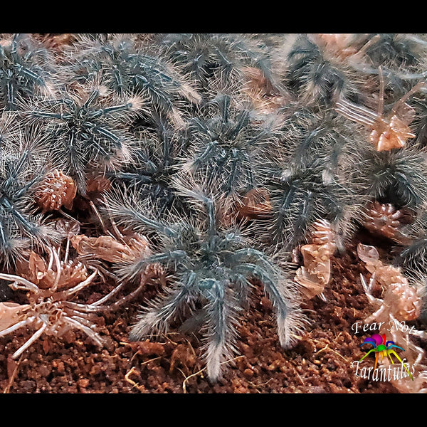 Theraphosa stirmi (Burgundy Goliath Birdeater Tarantula) about 2 ...
